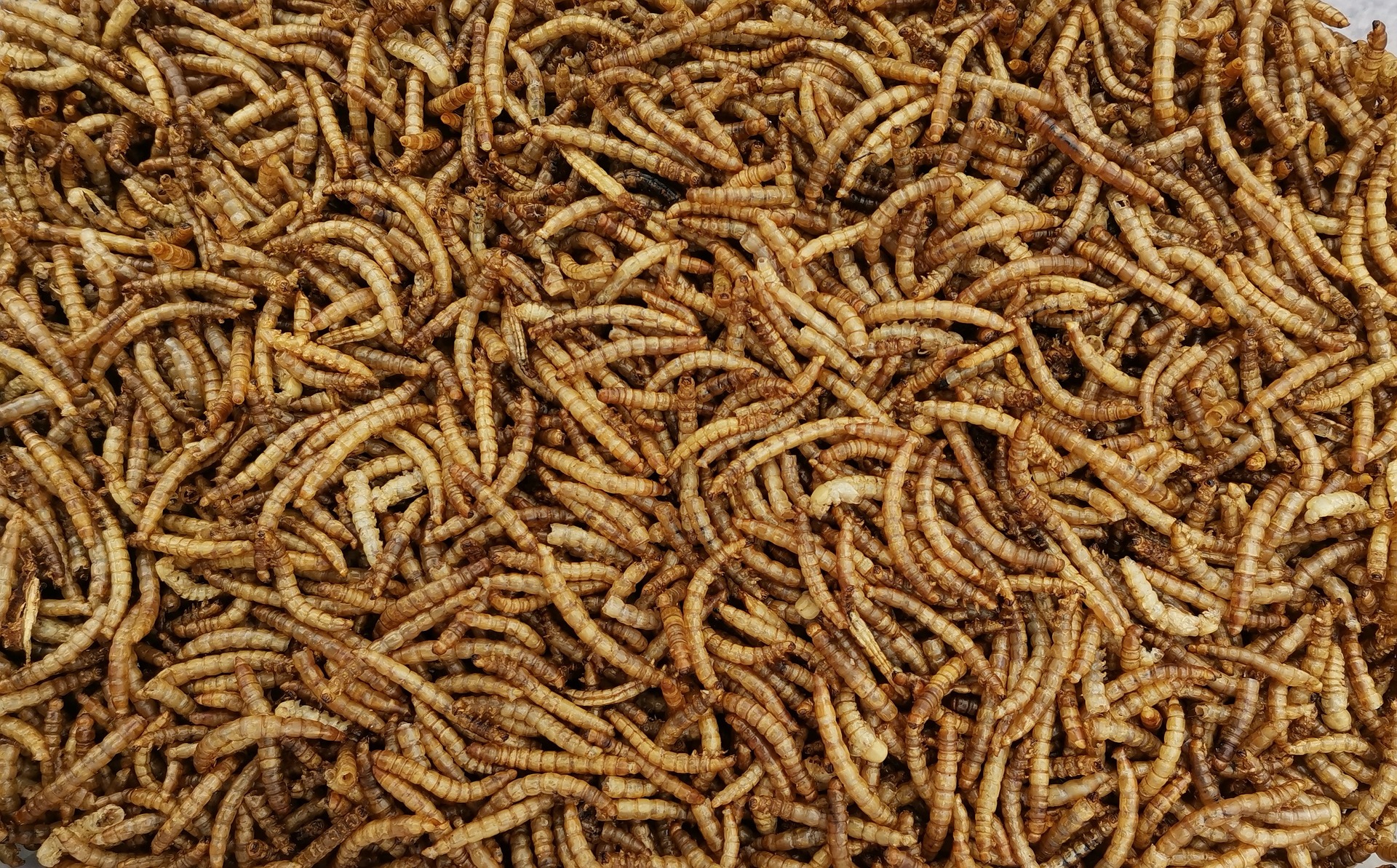 Insect frass - a by-product from the new sustainable protein source - Memon